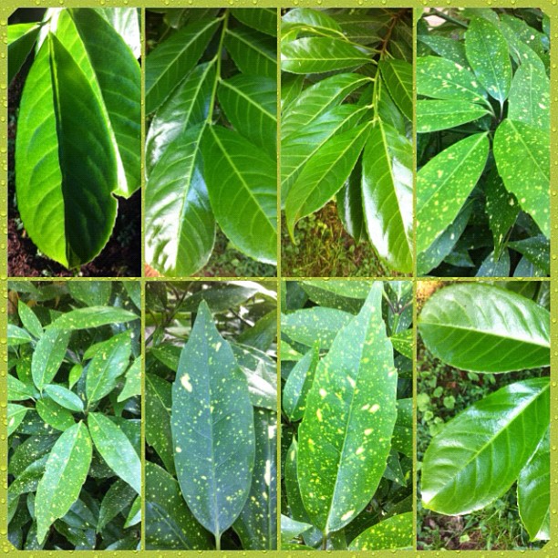 Green Leaves Theme Lucian Service Green Leaves Theme Lucian Service